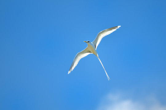 Paille-En-Queue - Images et vidéos libres de droits | Adobe Stock