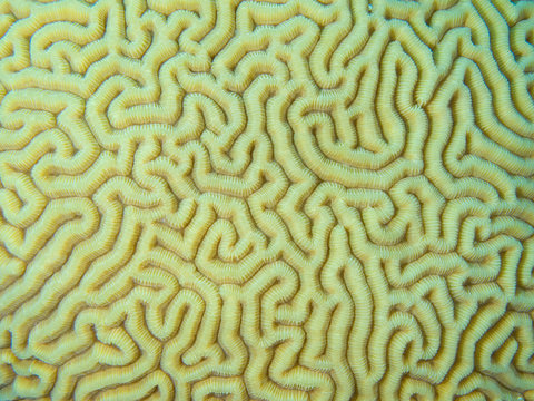 Coral Texture Pattern