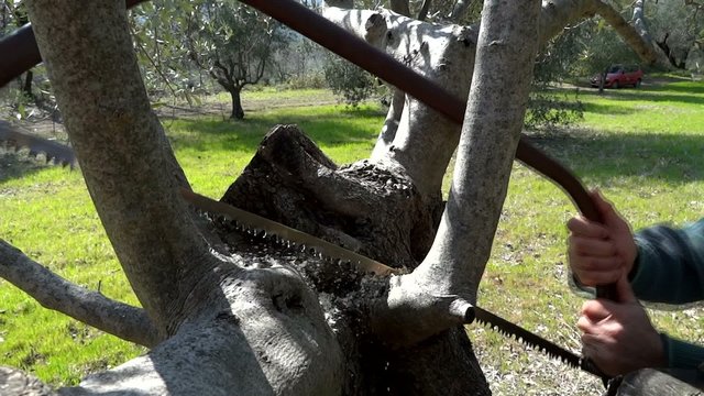 Potare Images – Browse 342 Stock Photos, Vectors, and Video | Adobe Stock