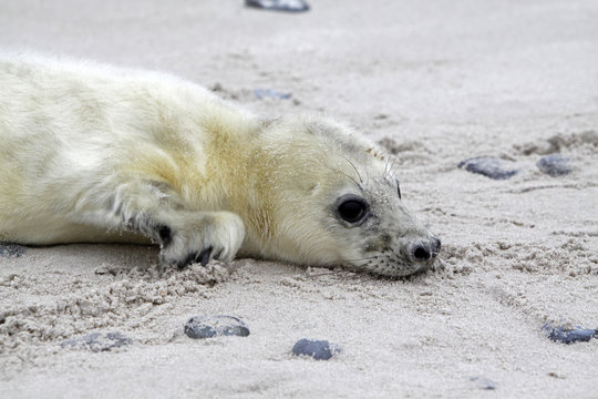 รูปภาพHeuler – เลือกดูภาพถ่ายสต็อก เวกเตอร์ และวิดีโอ595 | Adobe Stock