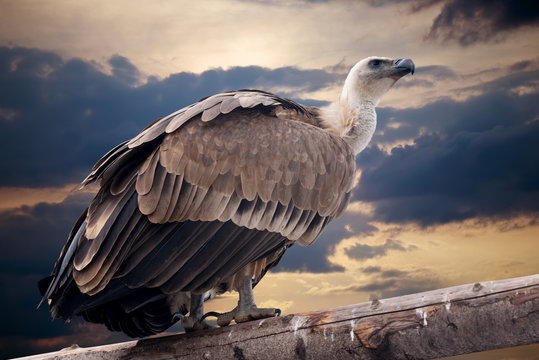 Gallinazo Images – Browse 182 Stock Photos, Vectors, and Video | Adobe ...