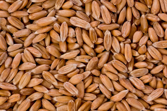 รูปภาพSpelta – เลือกดูภาพถ่ายสต็อก เวกเตอร์ และวิดีโอ1,408 | Adobe Stock