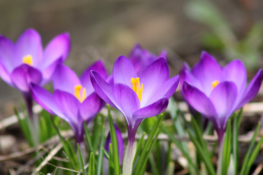 Imágenes de Krokos: descubre bancos de fotos, ilustraciones, vectores y ...