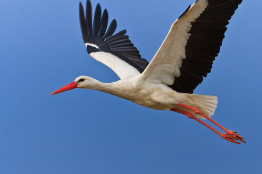 รูปภาพStork – เลือกดูภาพถ่ายสต็อก เวกเตอร์ และวิดีโอ169,353 | Adobe Stock