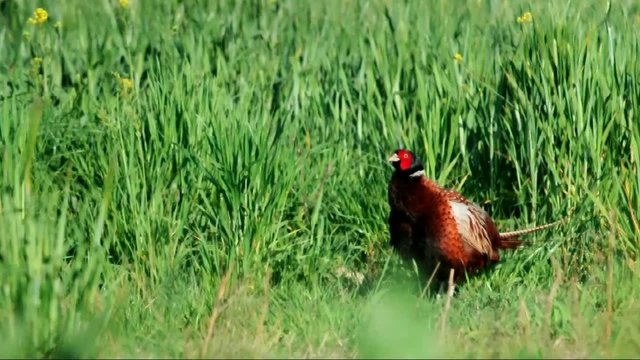 รูปภาพFagiano – เลือกดูภาพถ่ายสต็อก เวกเตอร์ และวิดีโอ556 | Adobe Stock