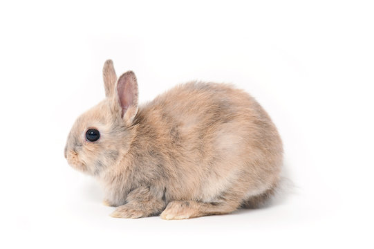 1,879 BESTE Karnickel BILDER, STOCK-FOTOS & -VEKTORGRAFIKEN | Adobe Stock