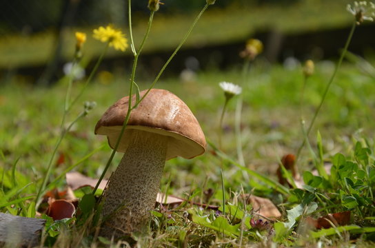 「Bollet」の写真素材 | 33件の無料イラスト画像 | Adobe Stock