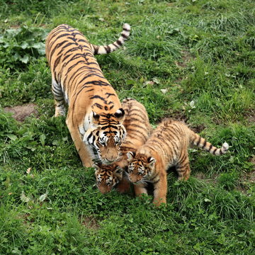 รูปภาพTigresse – เลือกดูภาพถ่ายสต็อก เวกเตอร์ และวิดีโอ256 | Adobe Stock