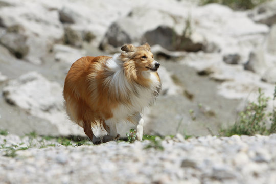 Mini-Colley Images – Browse 31 Stock Photos, Vectors, and Video | Adobe ...