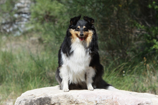 Mini-Colley Images – Browse 31 Stock Photos, Vectors, and Video | Adobe ...