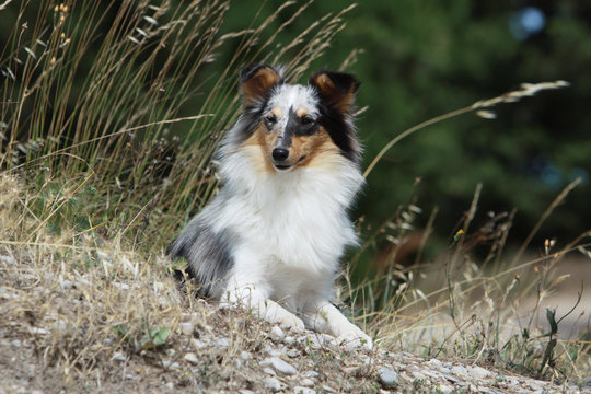 Imágenes de Mini-Colley: descubre bancos de fotos, ilustraciones ...