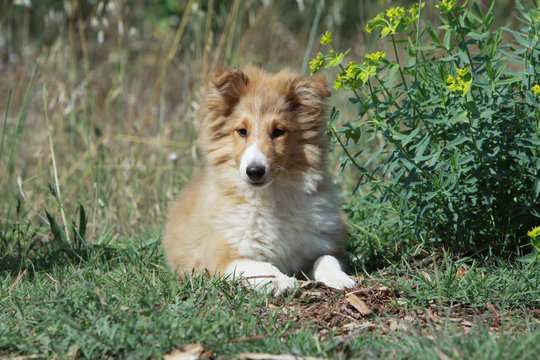 Mini-Colley Images – Browse 31 Stock Photos, Vectors, and Video | Adobe ...