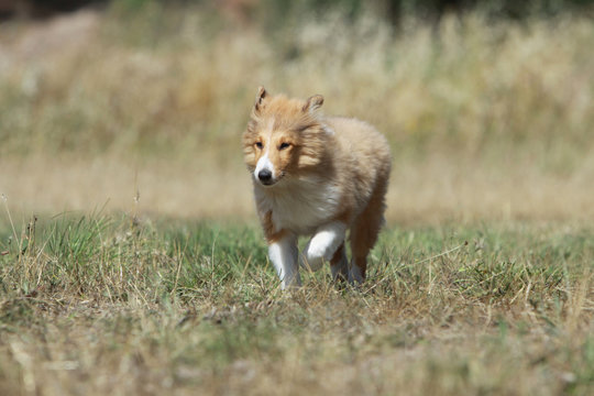 Mini-Colley Bilder – Durchsuchen 31 Archivfotos, Vektorgrafiken und ...