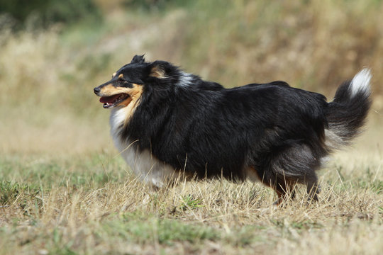 Mini-Colley Images – Browse 31 Stock Photos, Vectors, and Video | Adobe ...