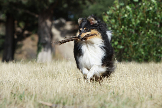 Mini-Colley Images – Browse 31 Stock Photos, Vectors, and Video | Adobe ...