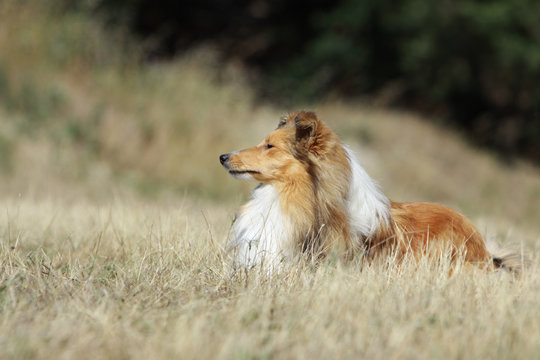 Mini-Colley Images – Browse 31 Stock Photos, Vectors, and Video | Adobe ...