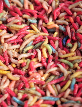 รูปภาพMaggots – เลือกดูภาพถ่ายสต็อก เวกเตอร์ และวิดีโอ52,784 | Adobe Stock