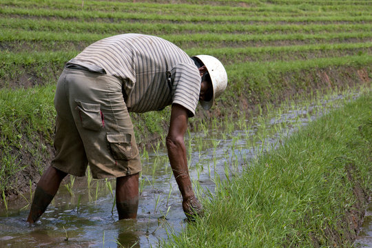 รูปภาพRiziculture – เลือกดูภาพถ่ายสต็อก เวกเตอร์ และวิดีโอ530 | Adobe Stock