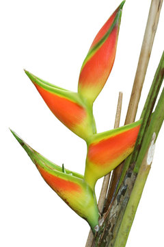 Balisier - Images et vidéos libres de droits | Adobe Stock