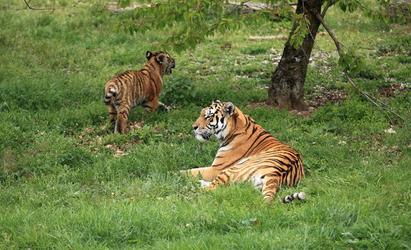 Tigresse Images – Browse 268 Stock Photos, Vectors, and Video | Adobe Stock