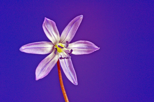 "Alpine Squill" Images – Browse 2,312 Stock Photos, Vectors, and Video ...