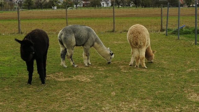 「Halfer」の画像 - 22 件の Stock 写真、ベクターおよびビデオ | Adobe Stock