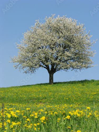 "blühender Baum im Frühling" Stockfotos und lizenzfreie Bilder auf ...