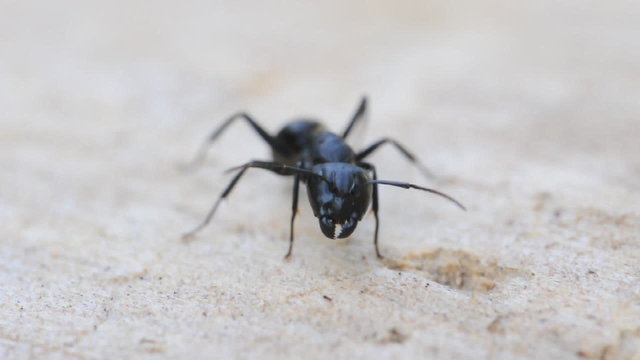 Formiche Images – Browse 545 Stock Photos, Vectors, and Video | Adobe Stock