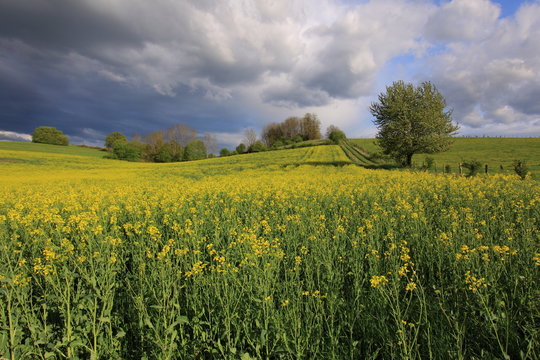 Agrocarburant bilder – Bläddra bland 282 stockfoton, vektorer och ...