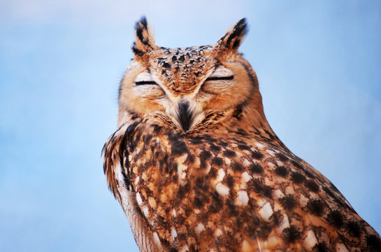 「Owle」の写真素材 | 18件の無料イラスト画像 | Adobe Stock