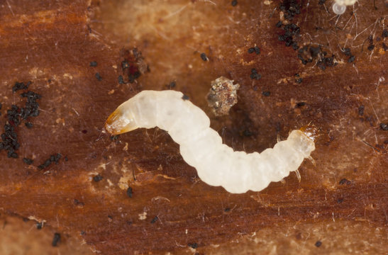 รูปภาพ"Larva – เลือกดูภาพถ่ายสต็อก เวกเตอร์ และวิดีโอ140,502 | Adobe Stock