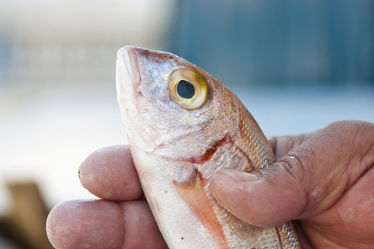 Pagello Images – Browse 78 Stock Photos, Vectors, and Video | Adobe Stock