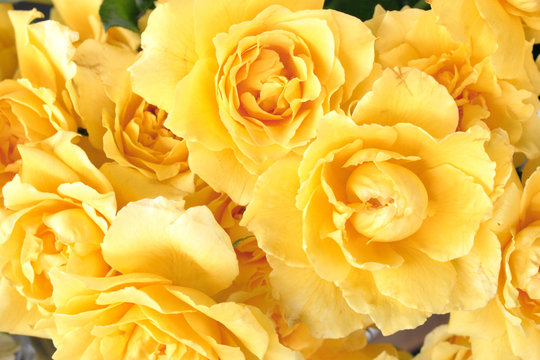 "Yellow Roses" Images – Browse 2,205 Stock Photos, Vectors, and Video ...