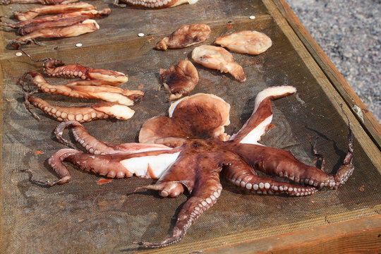 รูปภาพCefalopode – เลือกดูภาพถ่ายสต็อก เวกเตอร์ และวิดีโอ171 | Adobe Stock