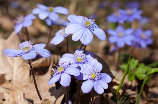 "Hepatica Nobilis Images – Browse 7,865 Stock Photos, Vectors, and ...