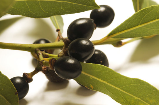 รูปภาพ"Laurus – เลือกดูภาพถ่ายสต็อก เวกเตอร์ และวิดีโอ8,535 | Adobe Stock