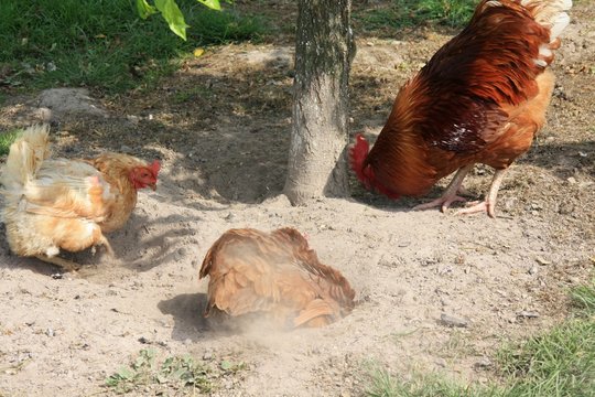 「Nid-De-Poule」の写真素材 | 72件の無料イラスト画像 | Adobe Stock