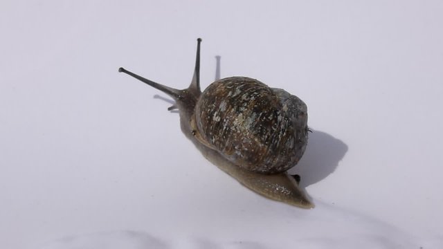 Snale Images – Browse 342,138 Stock Photos, Vectors, and Video | Adobe ...