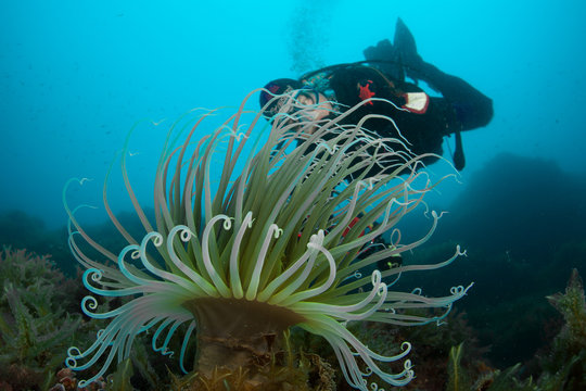 รูปภาพAnemona – เลือกดูภาพถ่ายสต็อก เวกเตอร์ และวิดีโอ580 | Adobe Stock