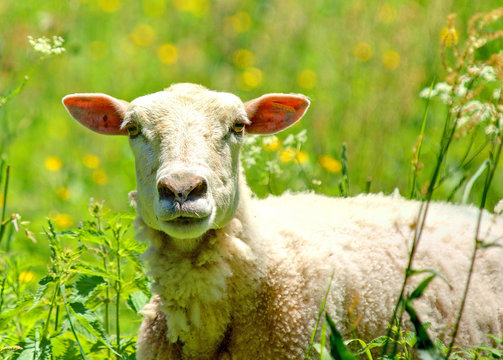 Brebis 이미지 – 찾아보기 6,305 스톡 사진, 벡터 및 비디오 | Adobe Stock