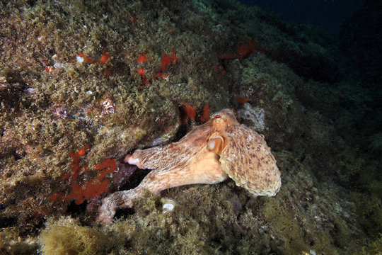 Cefalopode Bilder – Durchsuchen 172 Archivfotos, Vektorgrafiken und ...