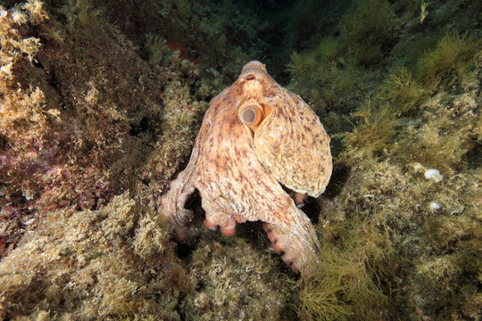 Cefalopode Images – Browse 167 Stock Photos, Vectors, and Video | Adobe ...