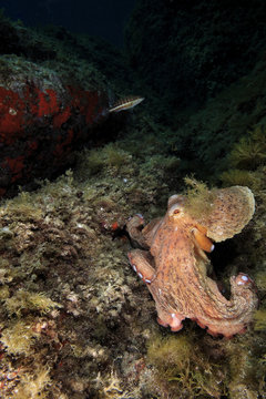 Cefalopode Bilder – Durchsuchen 172 Archivfotos, Vektorgrafiken und ...