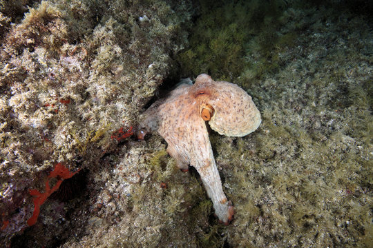 Cefalopode Bilder – Durchsuchen 172 Archivfotos, Vektorgrafiken und ...