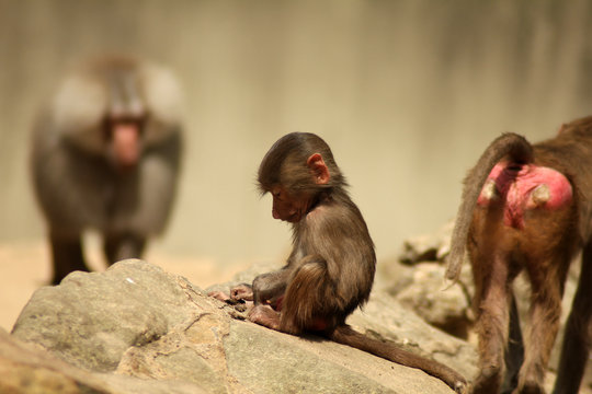 Rotarschpavian-Bilder: Stock-Fotos & -Videos. | Adobe Stock