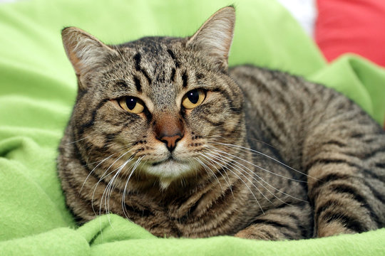 รูปภาพGatto – เลือกดูภาพถ่ายสต็อก เวกเตอร์ และวิดีโอ12,328 | Adobe Stock