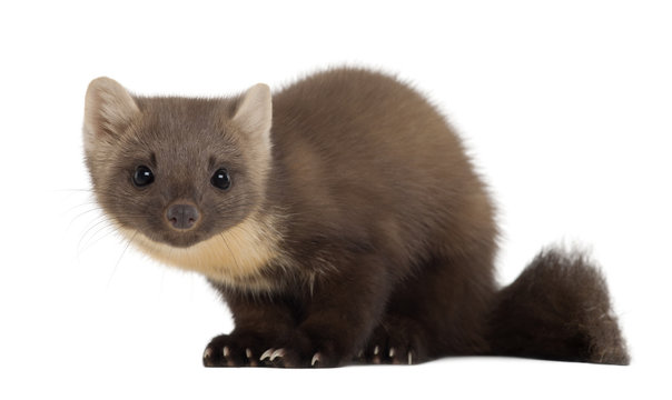 13,867 IMAGES, PHOTOS ET ILLUSTRATIONS VECTORIELLES STOCK APPROPRIÉES ...