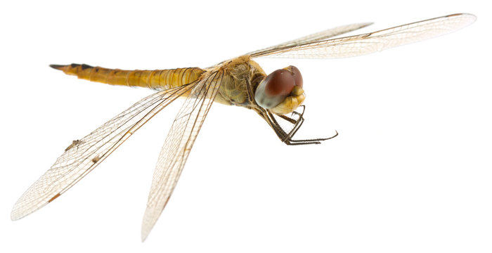 Odonate Images – Browse 46,817 Stock Photos, Vectors, and Video | Adobe ...