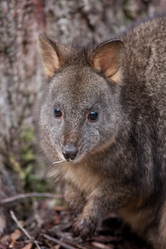 รูปภาพKanguru – เลือกดูภาพถ่ายสต็อก เวกเตอร์ และวิดีโอ132 | Adobe Stock