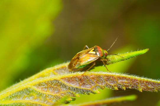 รูปภาพCimicidae – เลือกดูภาพถ่ายสต็อก เวกเตอร์ และวิดีโอ158 | Adobe Stock